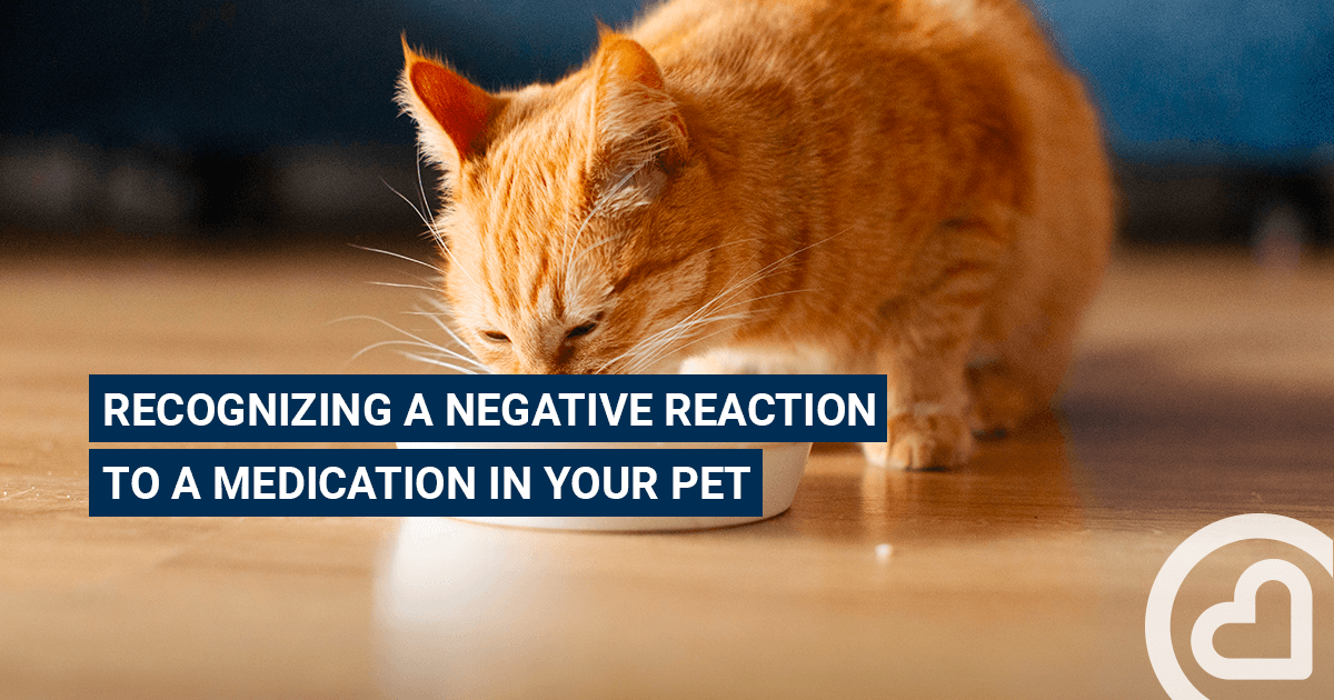 Recognizing a negative reaction to a medication in your pet – – Familiprix